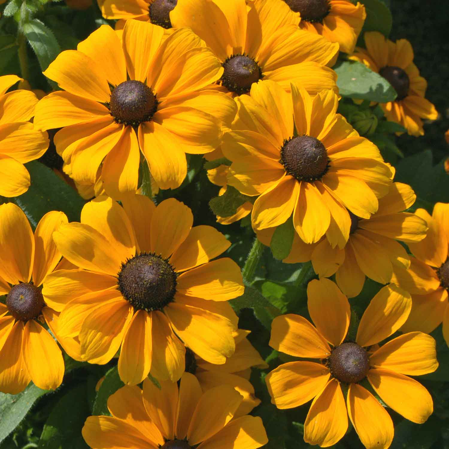 Rudbeckia Toto Gold