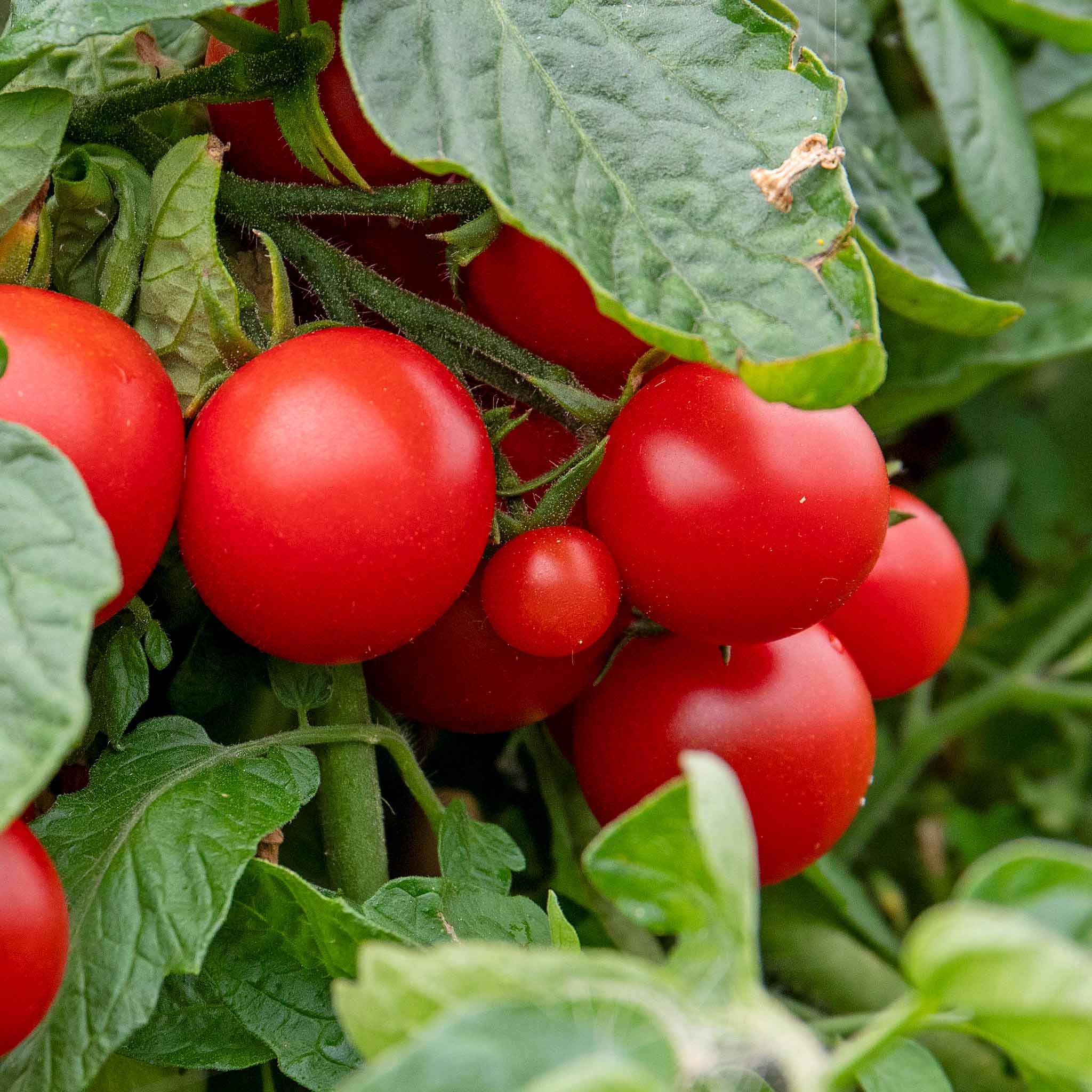 Cordon Tomato Plant 'Red Cherry' | Marshalls Garden