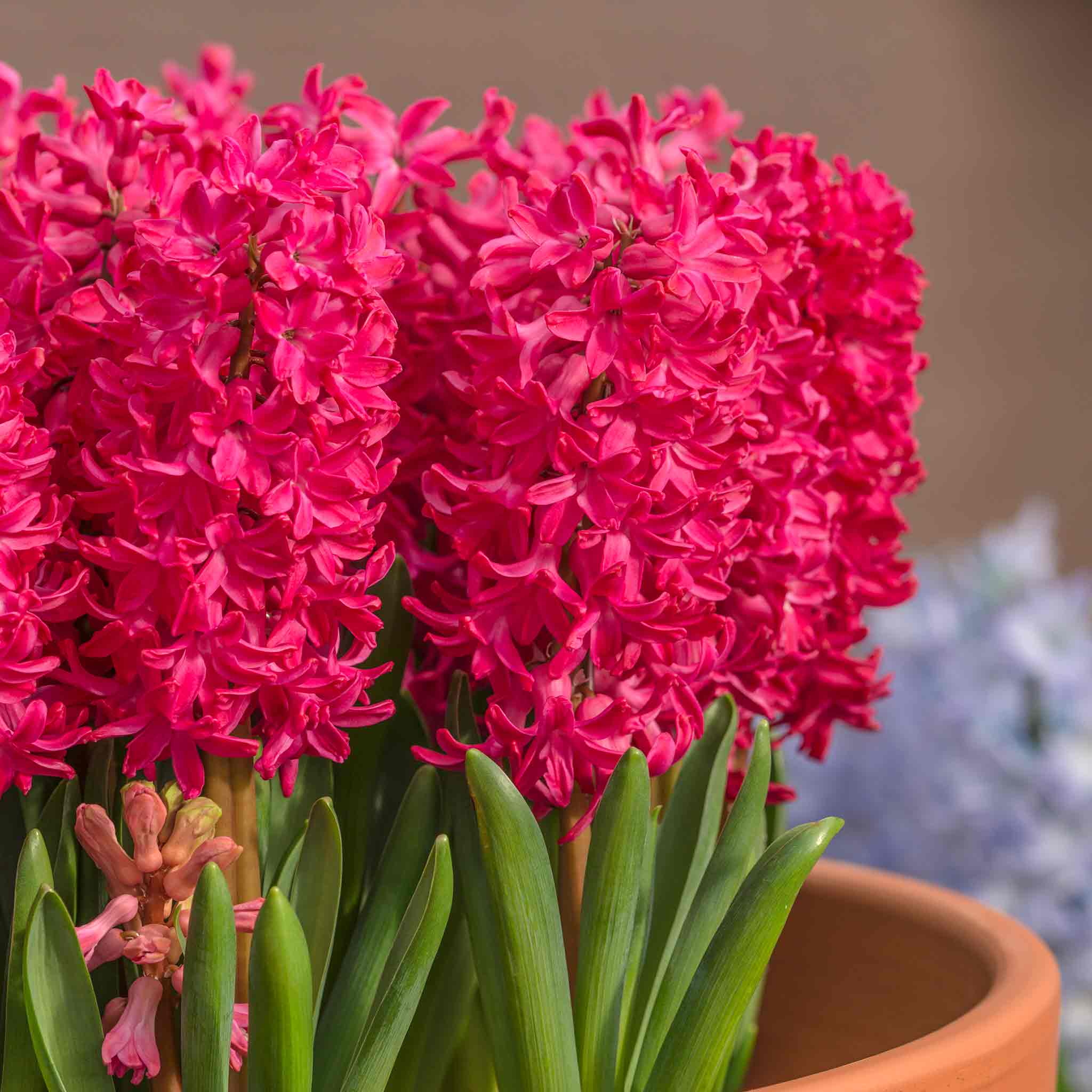 Hyacinth Bulbs 'Jan Bos' | Marshalls Garden