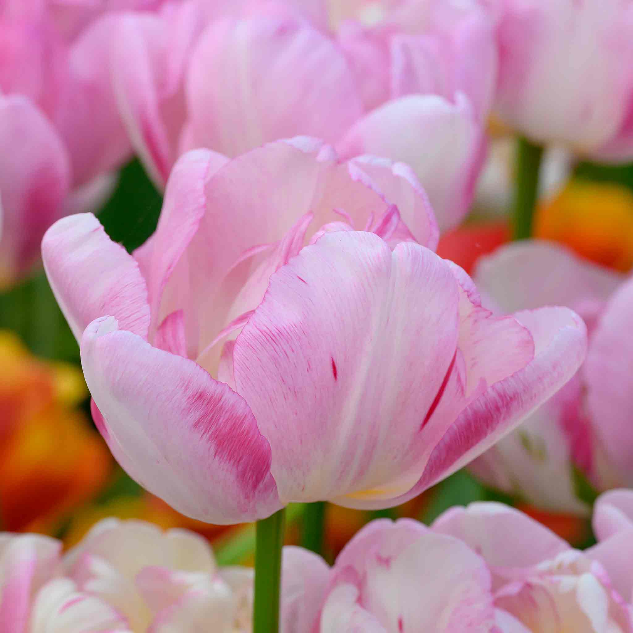 Tulip Bulbs 'Double Shake' | Marshalls Garden