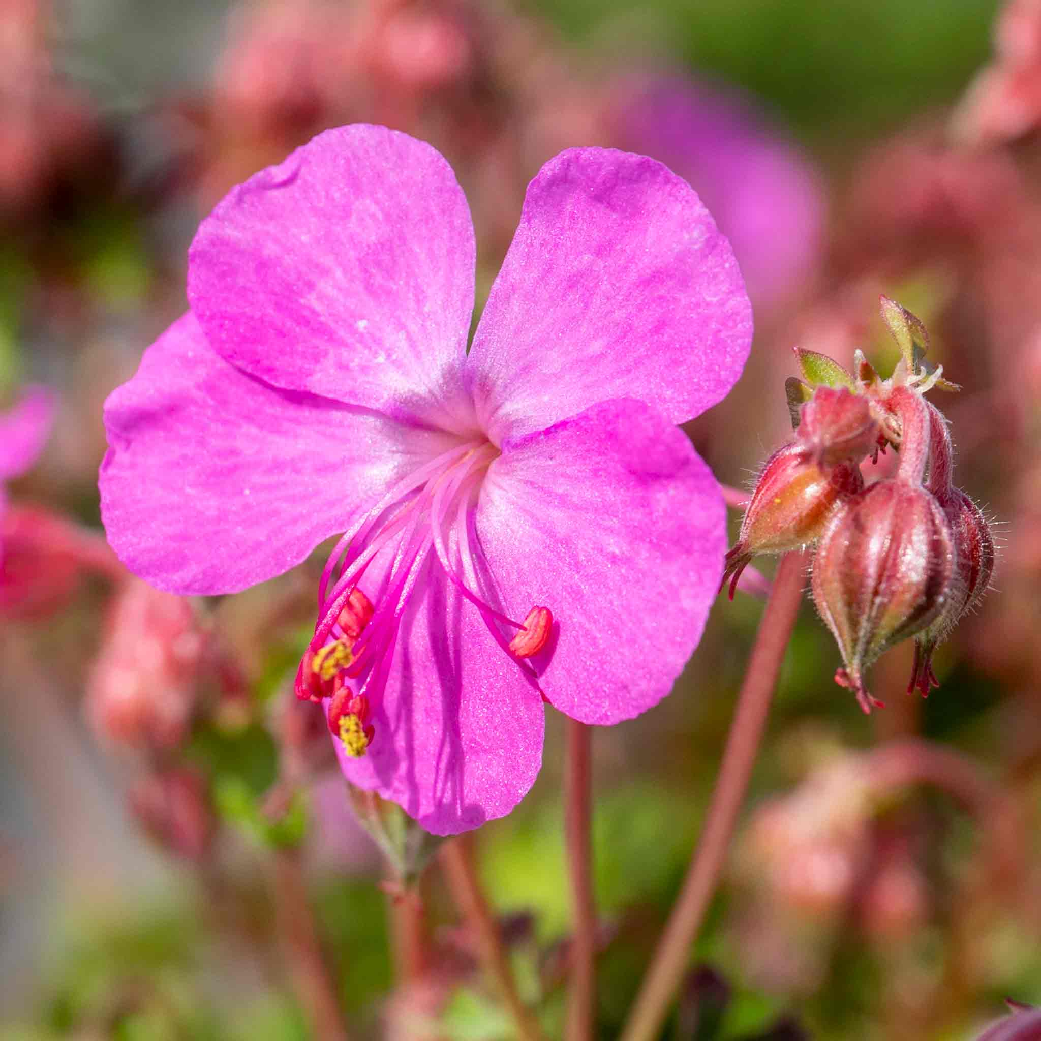 Geranium Plant 'Intense' | Marshalls Garden