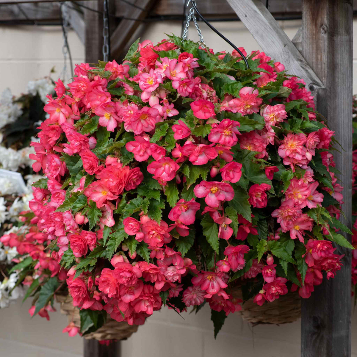 Buy 12 Begonia 'Nonstop Joy Rose Picotee' Plugs Online | marshalls garden – Marshalls Garden