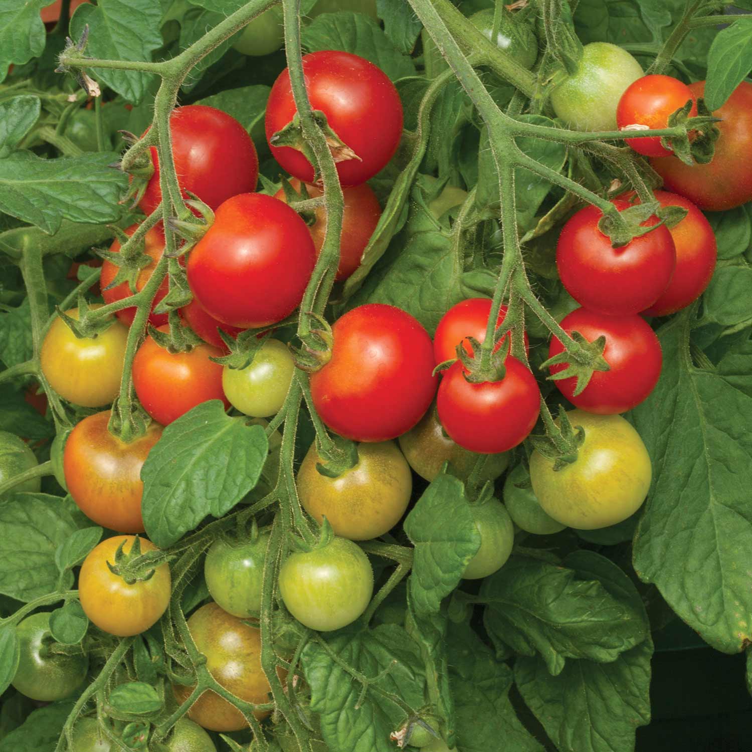 Tomato Seeds 'Cherry Falls' F1 | Marshalls Garden