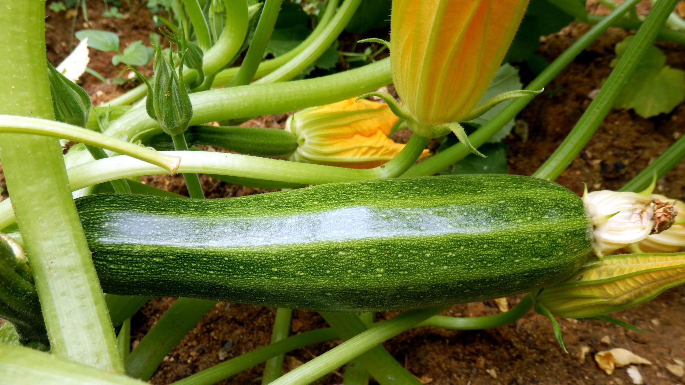 A Complete Guide on When to Sow Courgette Seeds in the UK – Marshalls ...