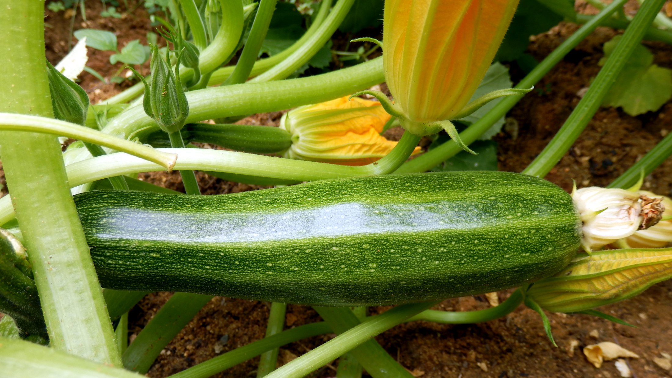 A Complete Guide on When to Sow Courgette Seeds in the UK – Marshalls ...