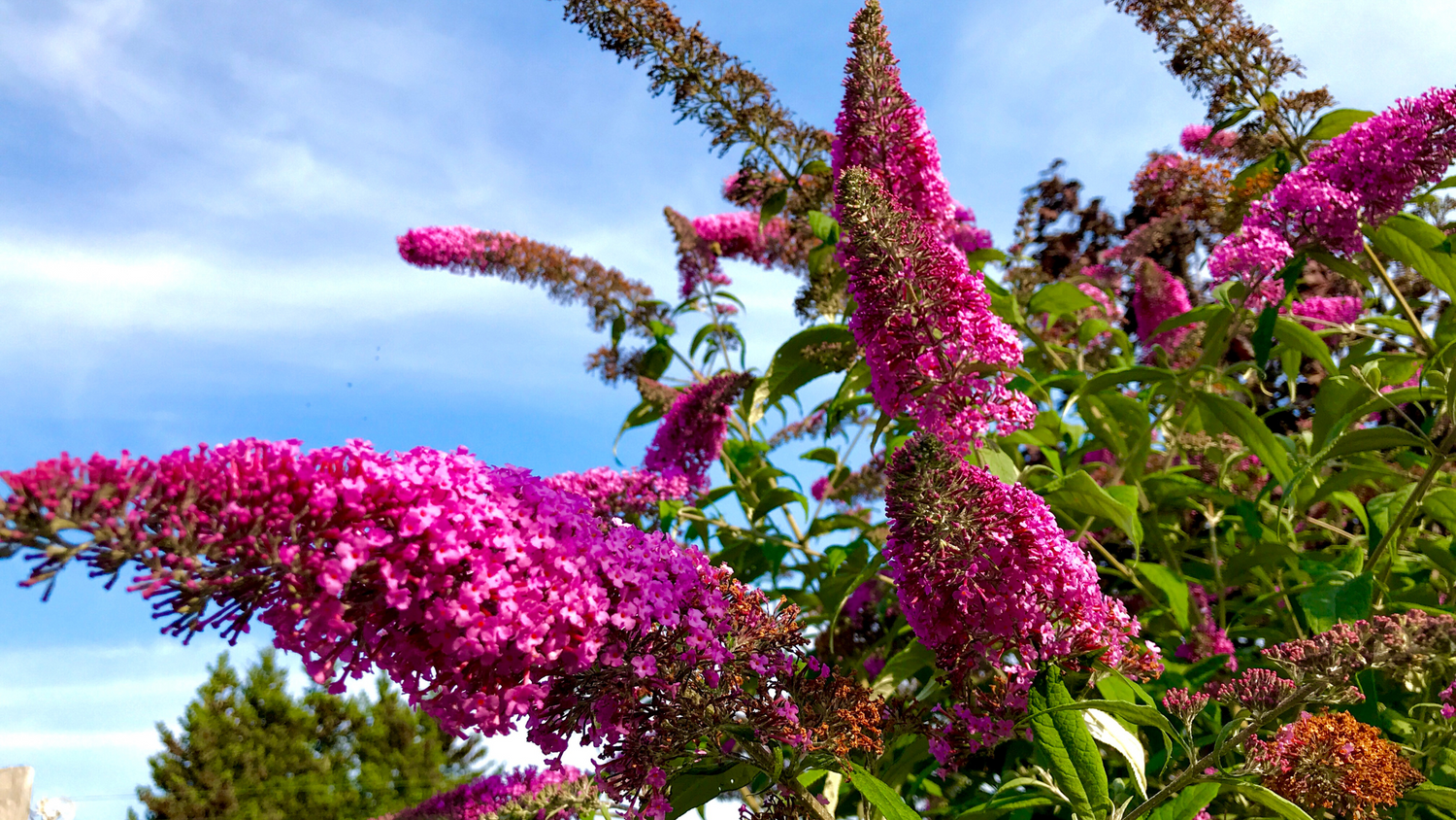 A Guide to Growing Buddleia in Your Garden – Marshalls Garden