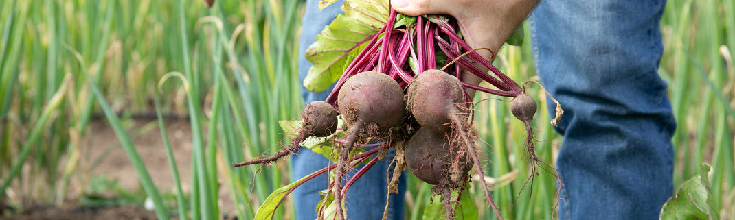 Beetroot Plants | Beetroot Plants for Sale | Buy Beetroot Plants Online ...