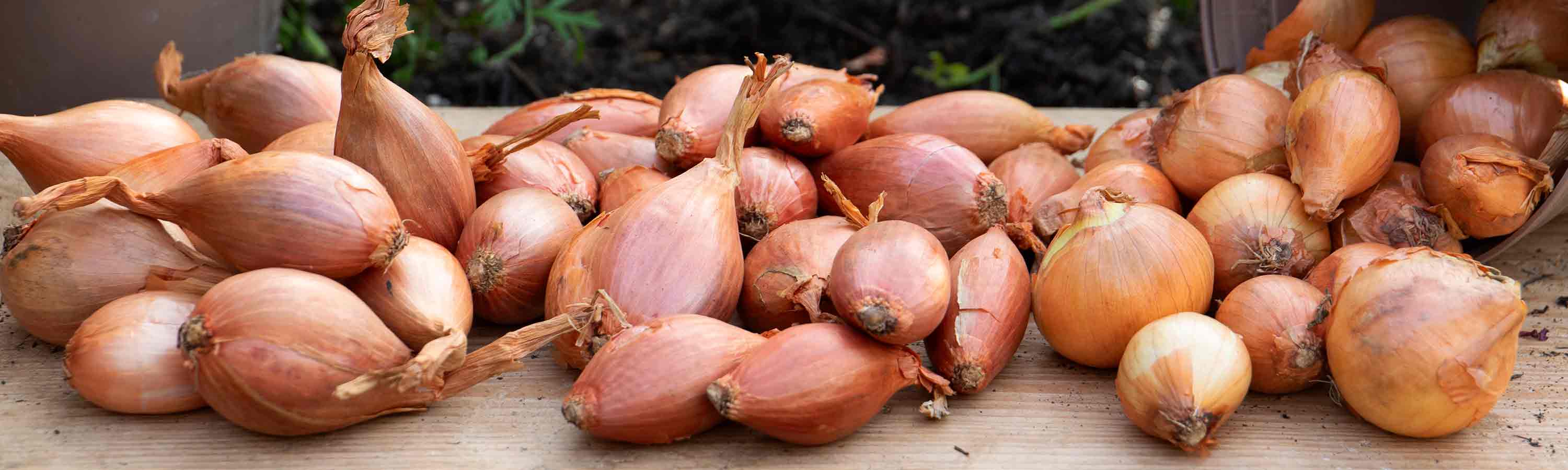 Autumn Planting Shallots | Buy Autumn Planting Shallots Online | Autumn ...