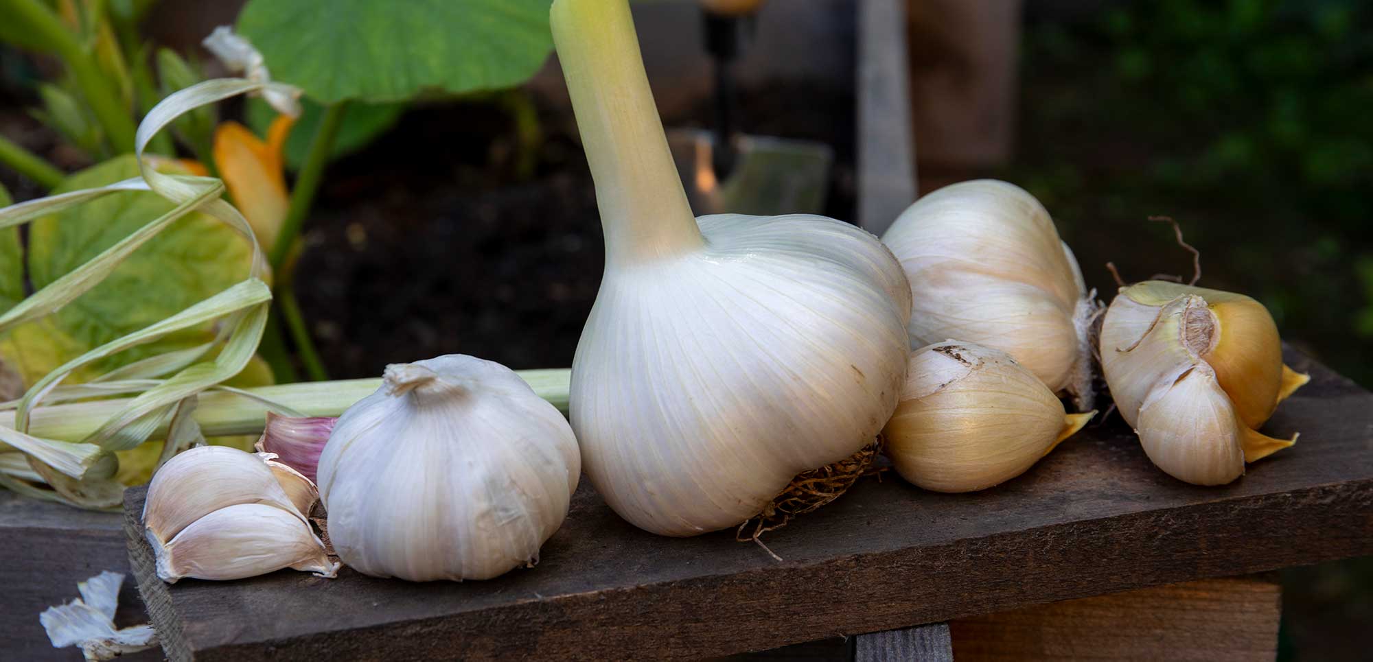 Garlic Bulbs | Buy Garlic Bulbs Online | Garlic Bulbs for Sale ...