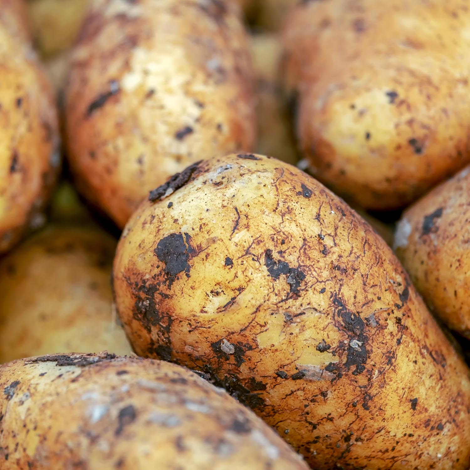 New Potatoes | Buy New Potatoes Online | New Potatoes for Sale ...