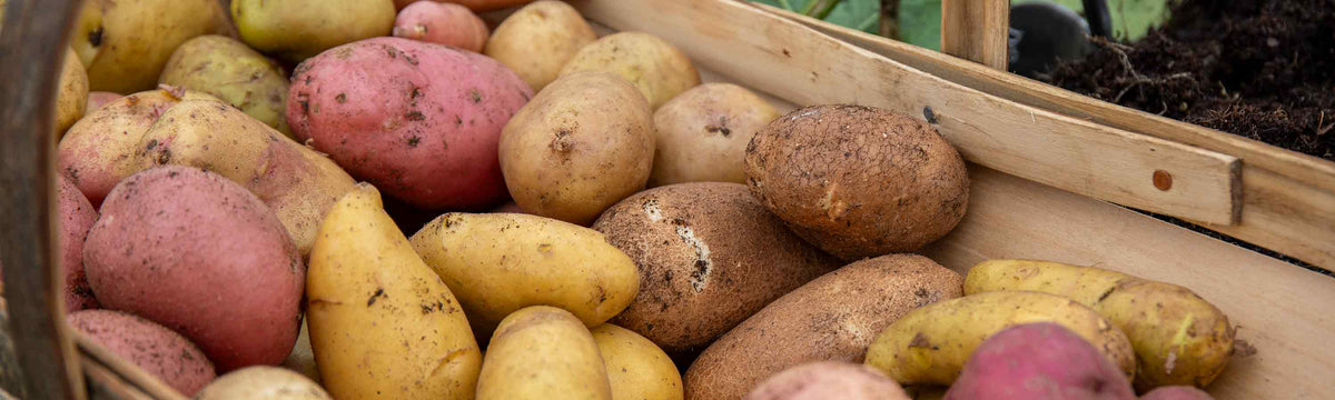Potato Taster Packs | Buy Potato Taster Packs Online | Potato Taster ...
