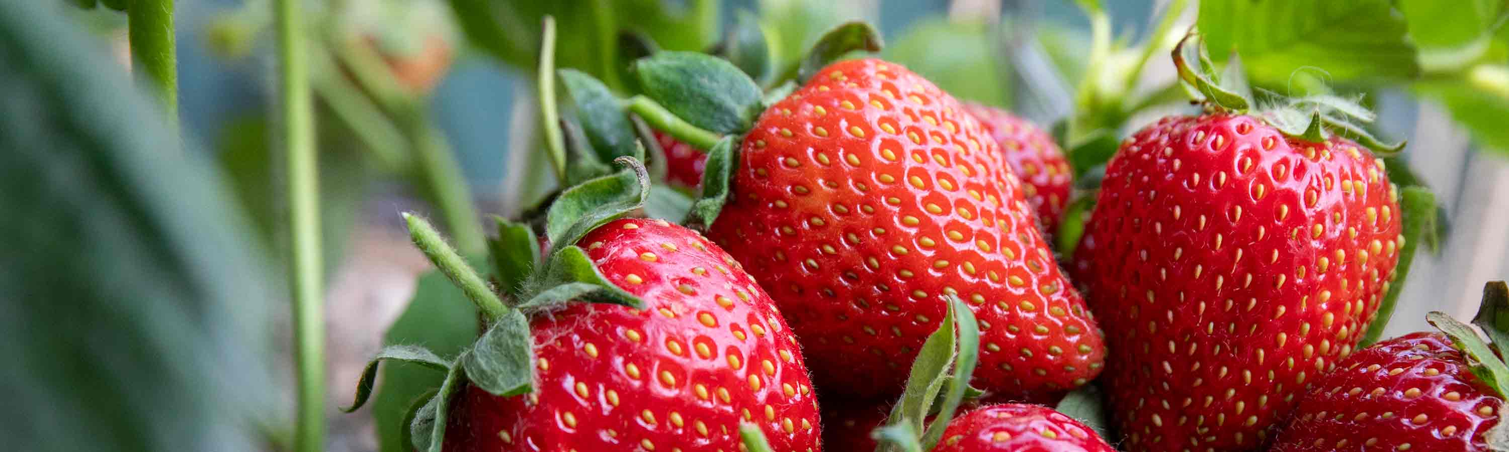 Early Harvest Strawberries | Buy Early Harvest Strawberries Online ...
