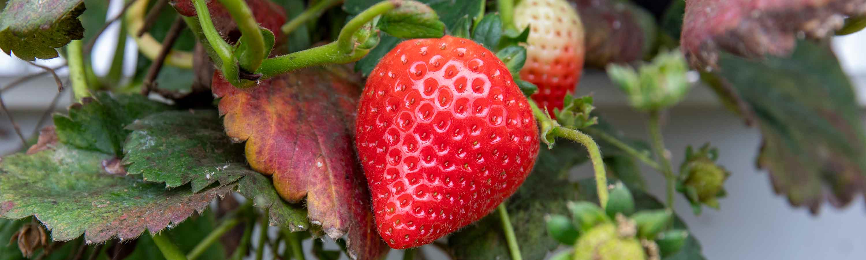 Late Harvest Strawberries | Buy Late Harvest Strawberries Online | Late ...