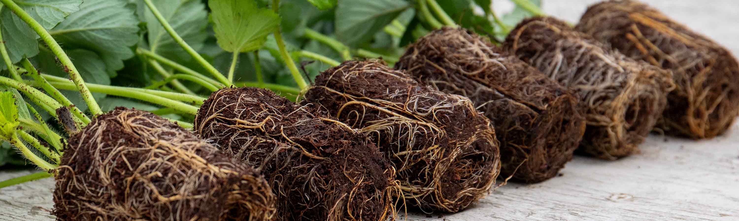 Strawberry Plug Plants | Buy Strawberry Plug Plants Online | Strawberry ...
