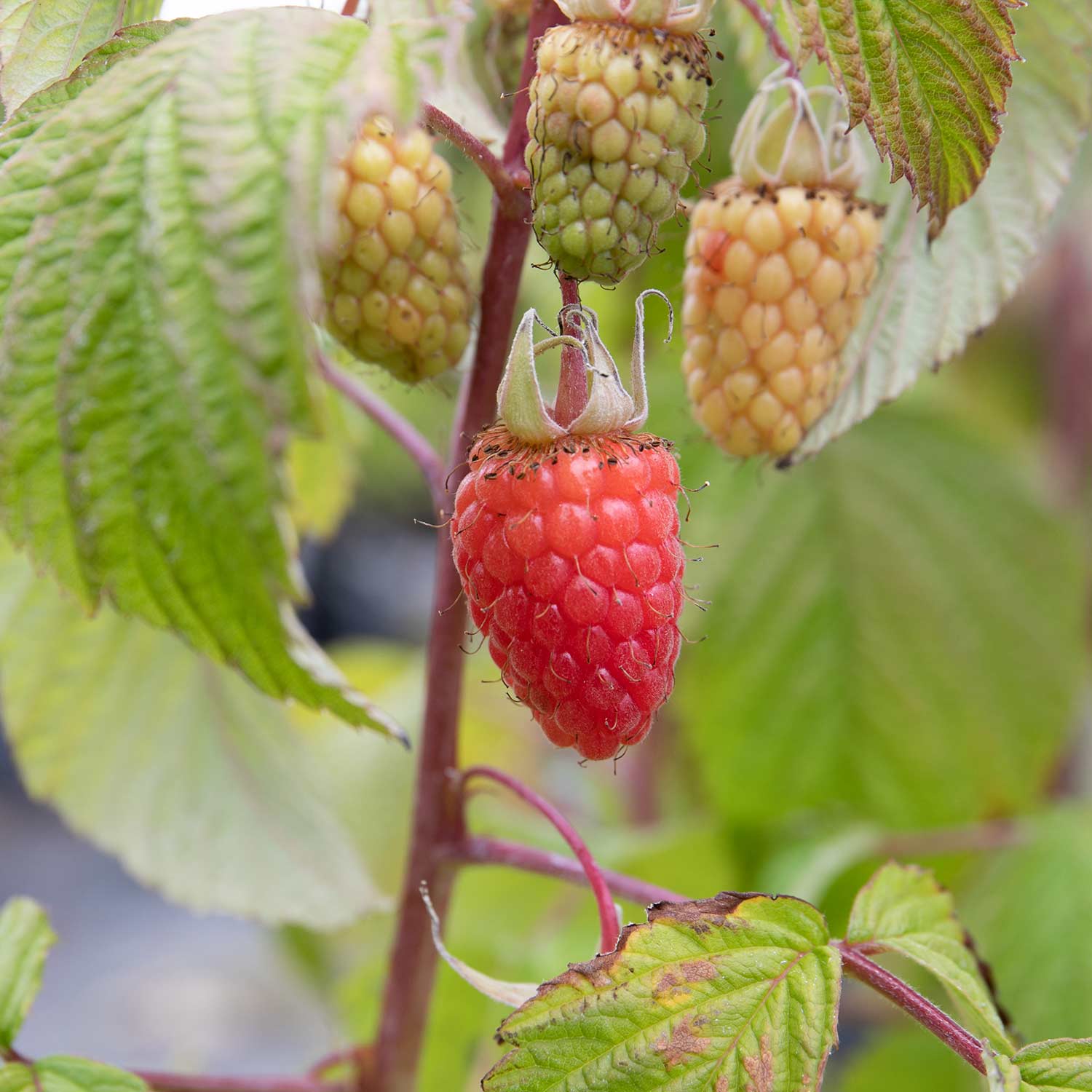 Raspberry Offer | Buy Raspberry Offer Online | Raspberry Offer for Sale ...
