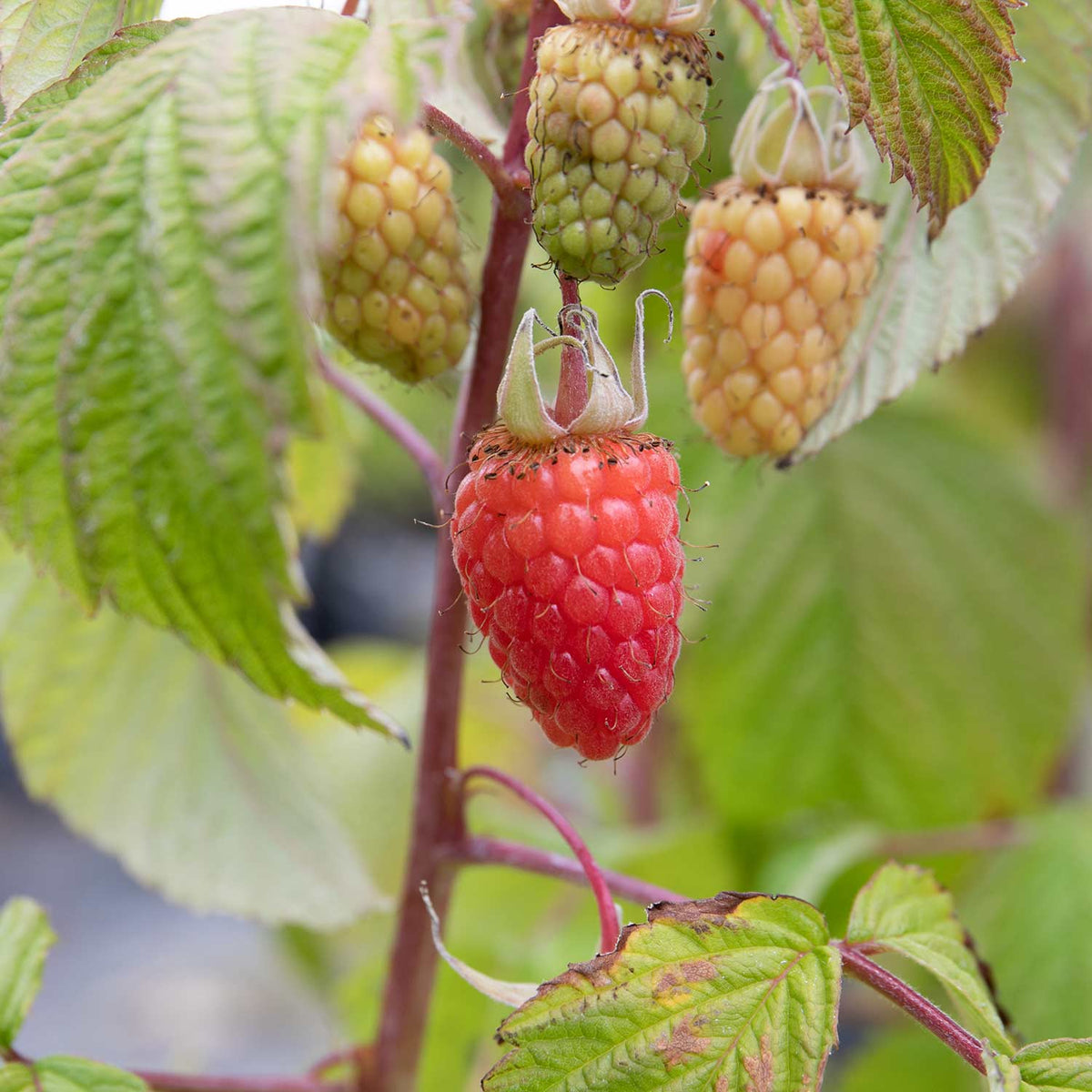 Raspberry Offer | Buy Raspberry Offer Online | Raspberry Offer for Sale ...
