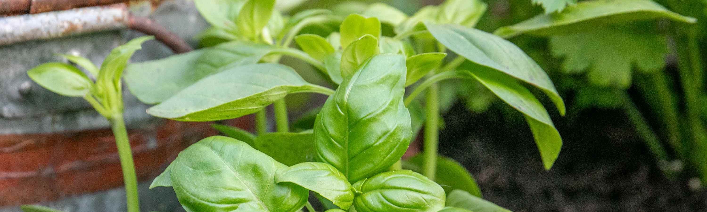 Basil Plants | Buy Basil Plants Online | Basil Plants For Sale ...