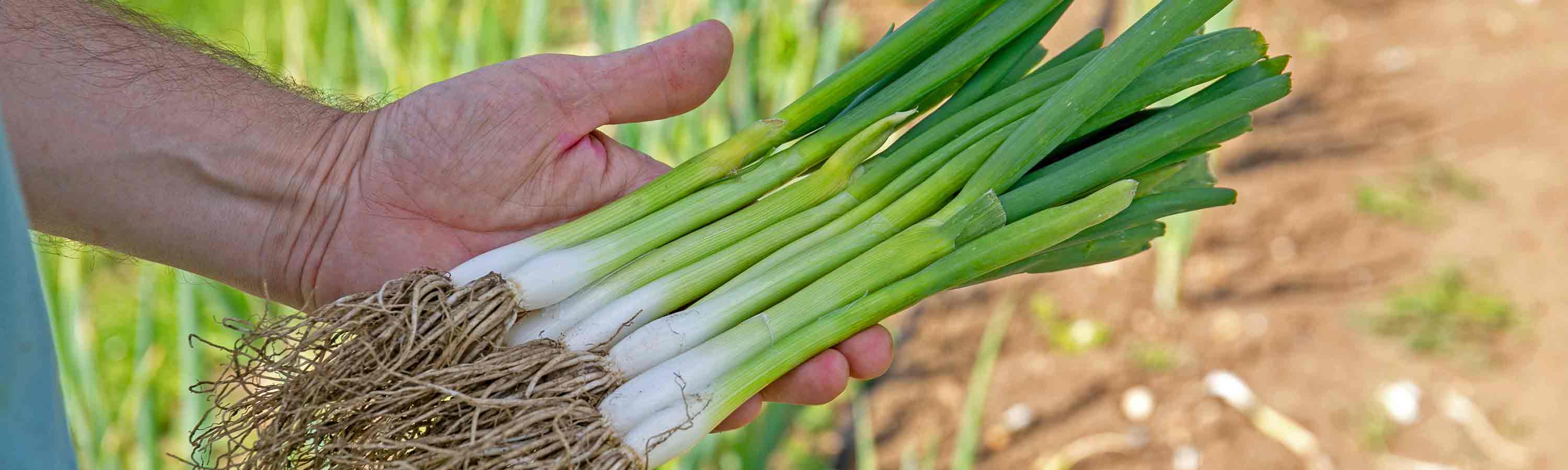 Spring Onion Plants | Buy Spring Onion Plants Online | Spring Onion ...