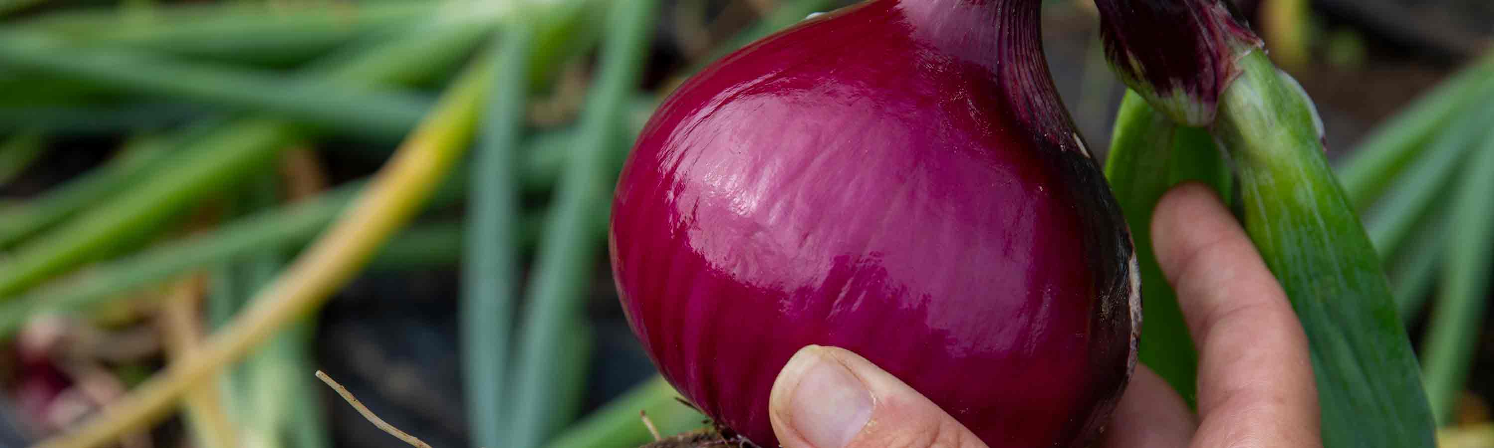 Pre Rooted Onions | Buy Pre Rooted Onions Online | Pre Rooted Onions ...
