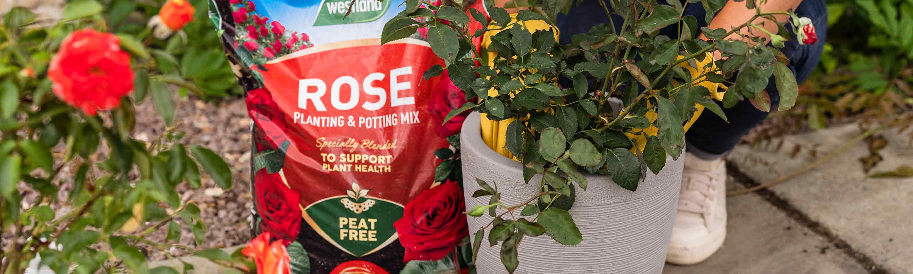 Rose Compost | Buy Rose Compost Online | Rose Compost For Sale ...