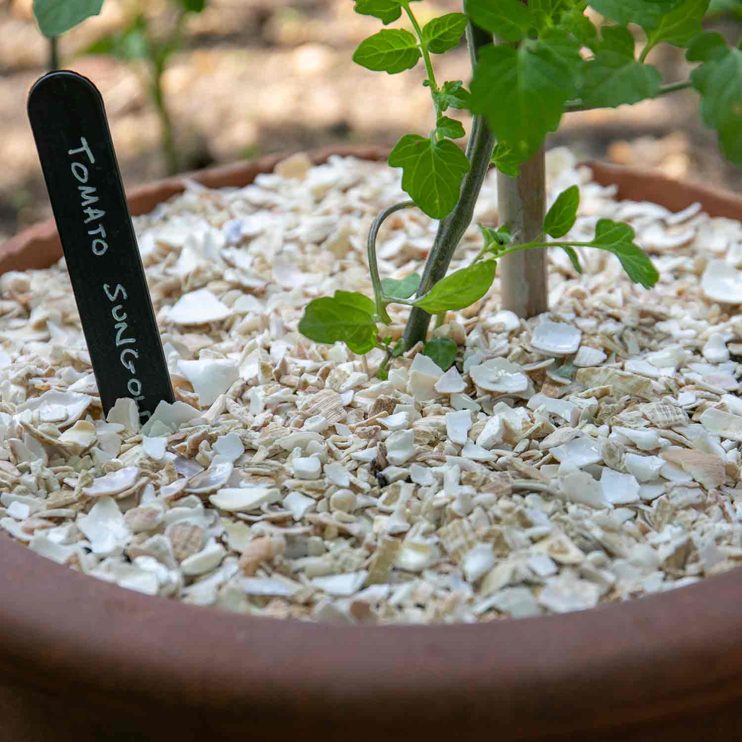 Shell On Earth | Buy Shell On Earth Online | Shell On Earth For Sale ...