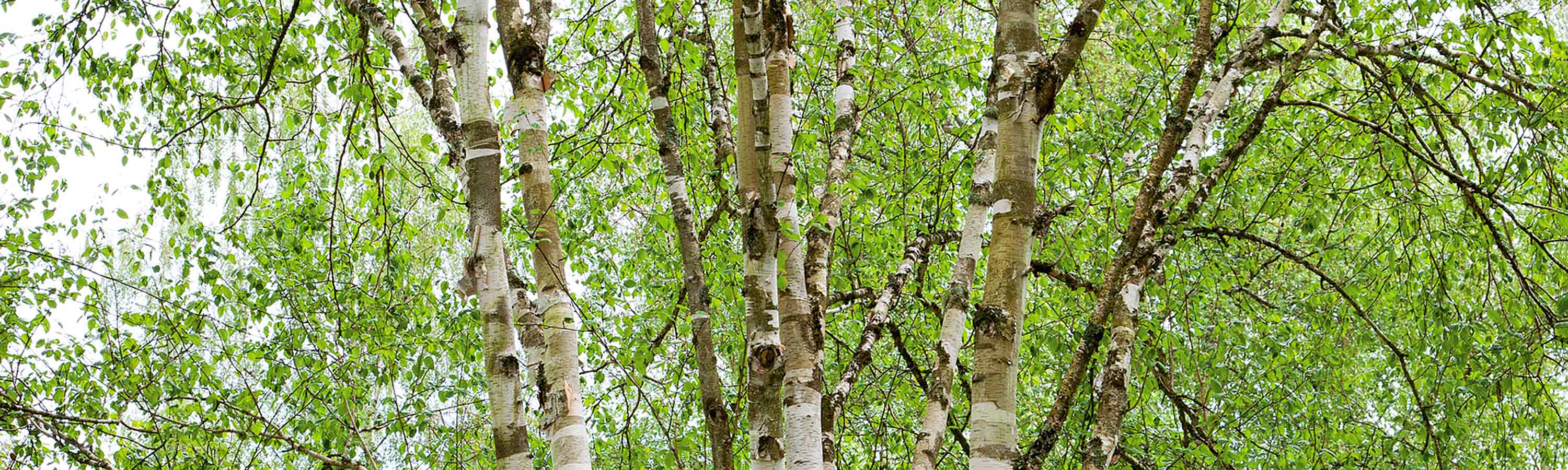 Birch Trees | Buy Birch Trees Online | Birch Trees For Sale | Marshalls ...