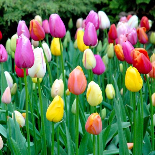 Spring Bulb Collections | Buy Spring Bulb Collections Online | Spring ...