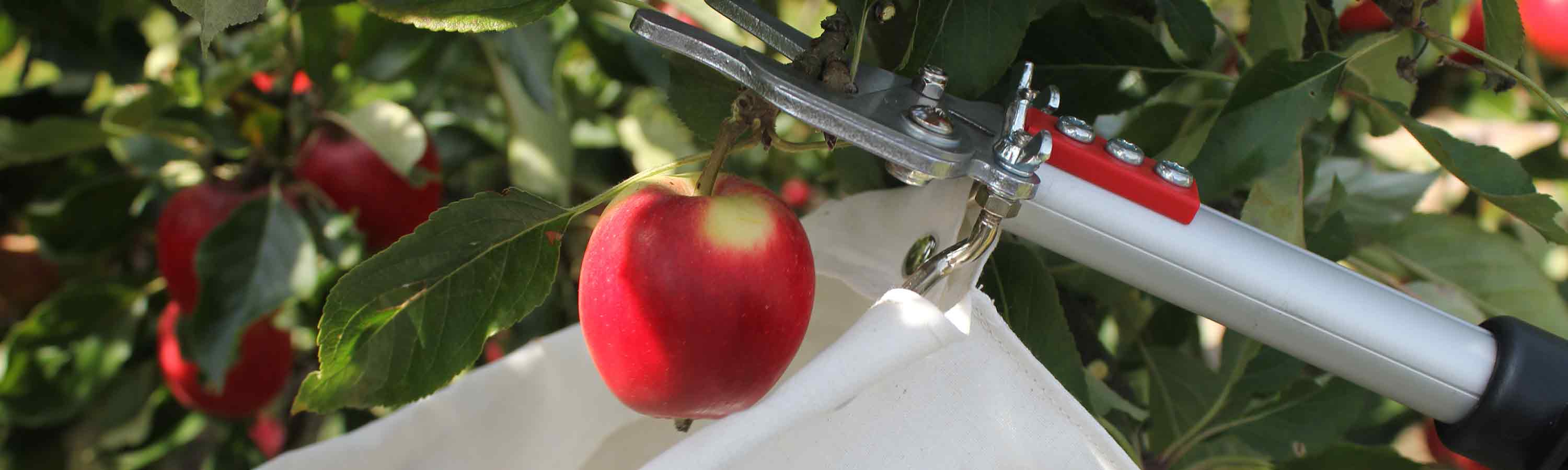 Buy Fruit Pickers & Harvesting Tools Online | Marshalls Garden