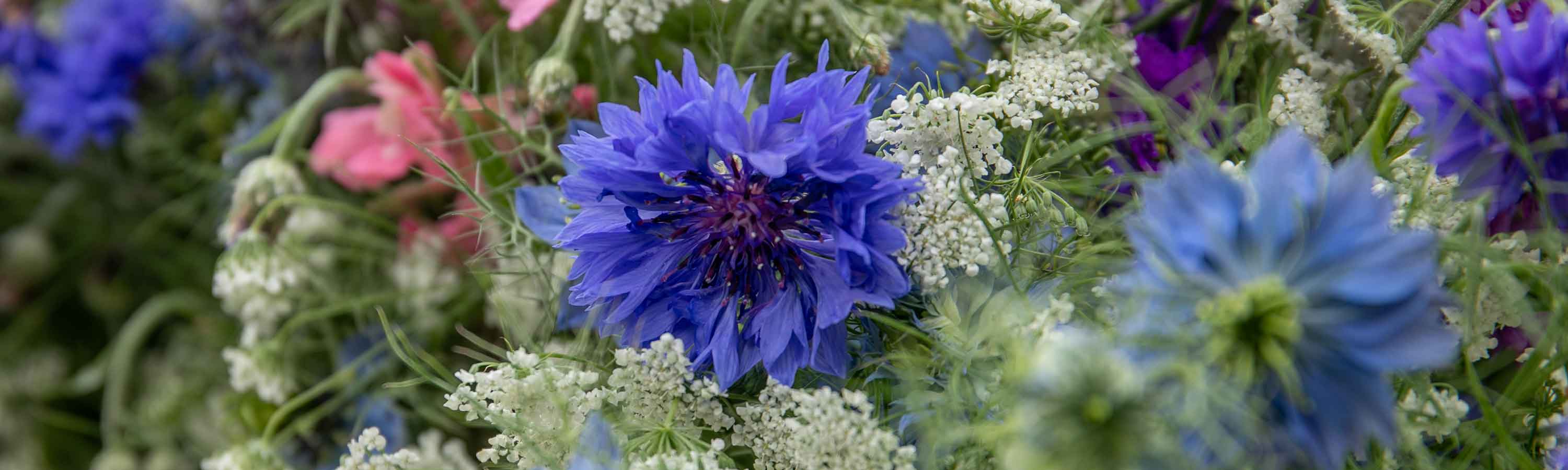 Cornflower Seeds – Marshalls Garden