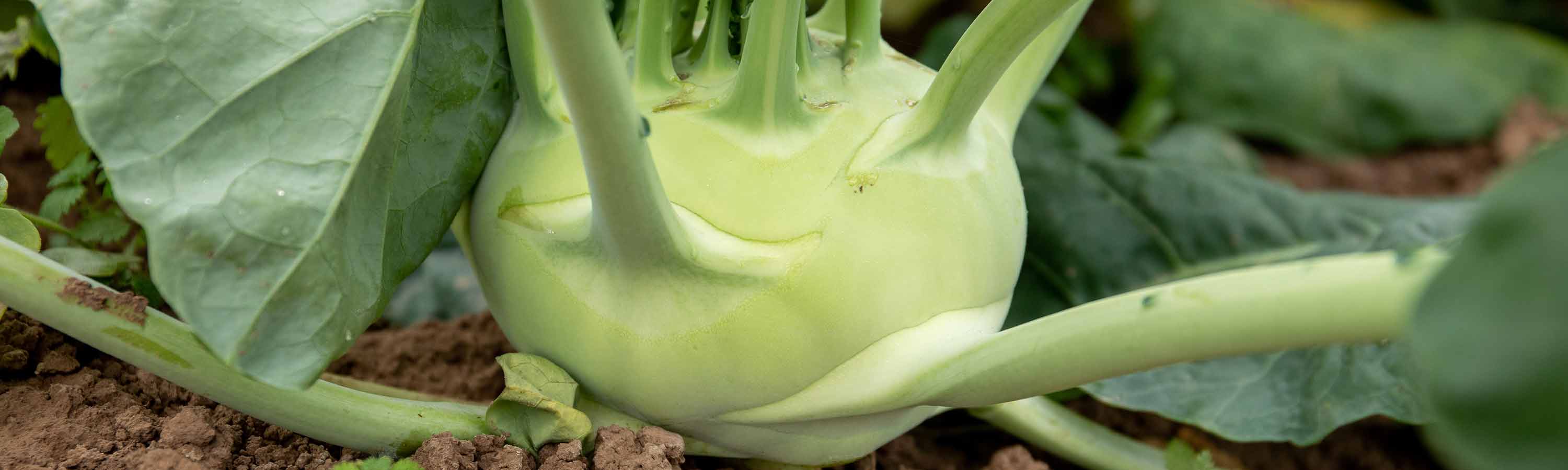 Kohl Rabi Seeds – Marshalls Garden