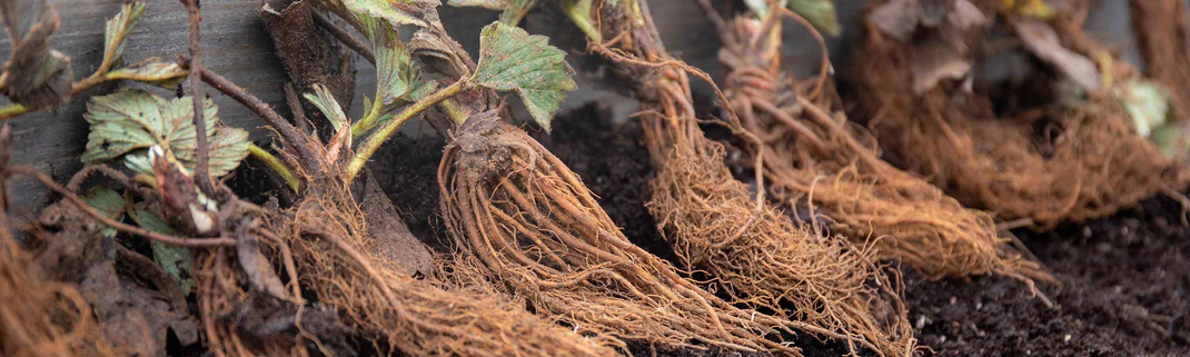 Bare Root Strawberries | Buy Bare Root Strawberries Online | Bare Root ...