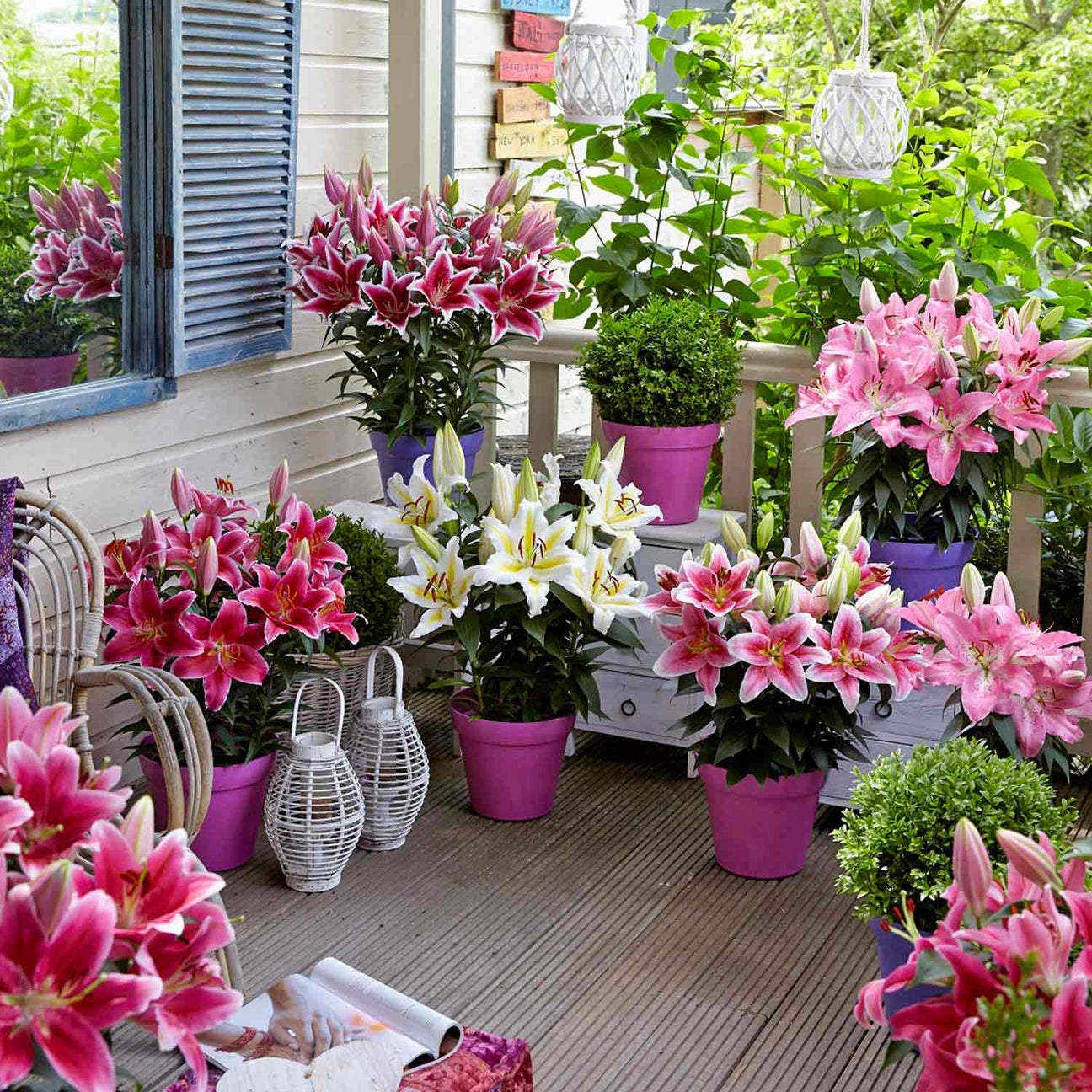 Summer Bulb Collections | Mixed Summer Flowering Bulbs | Marshalls Garden