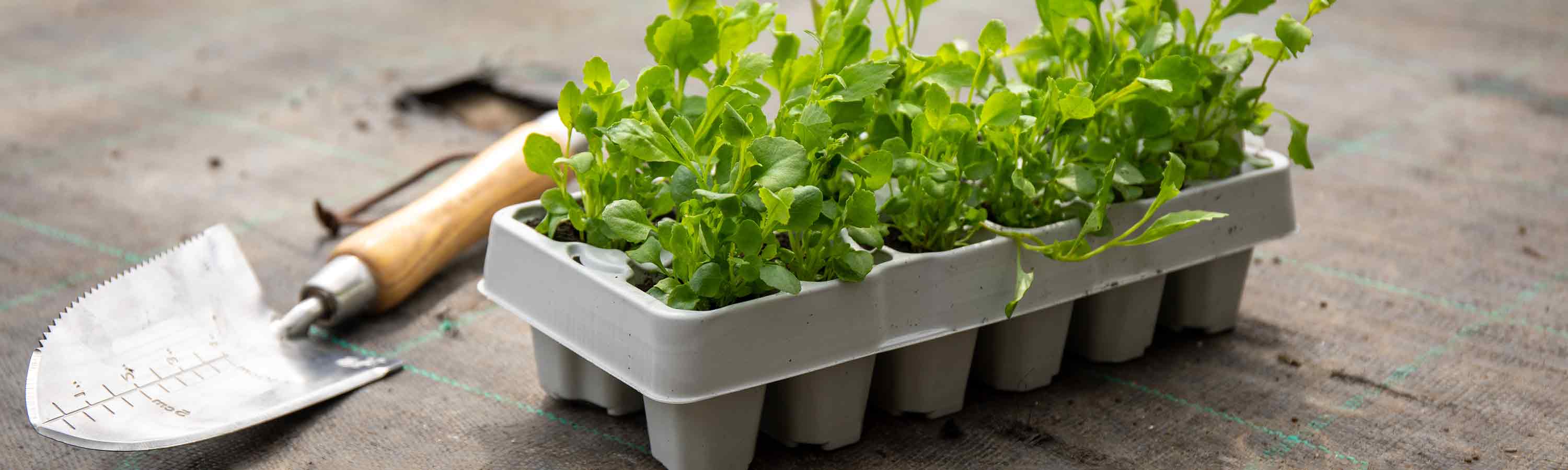 Buy Garden Ready Summer Bedding Online | Marshalls Garden