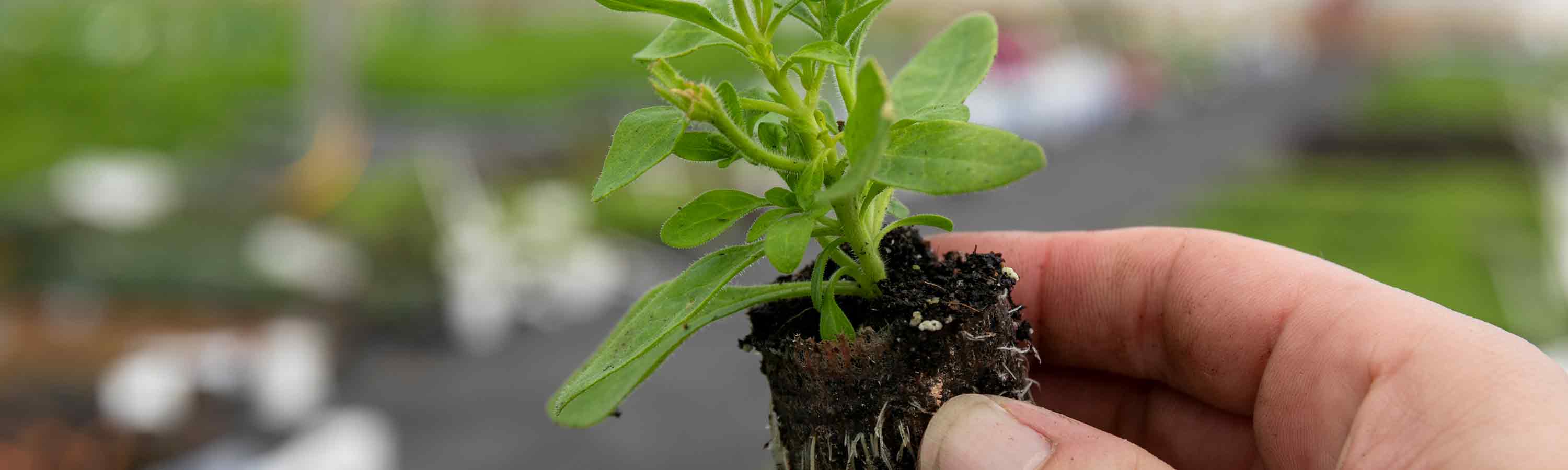 Summer Bedding Super Plugs | Buy Summer Bedding Super Plugs Online ...