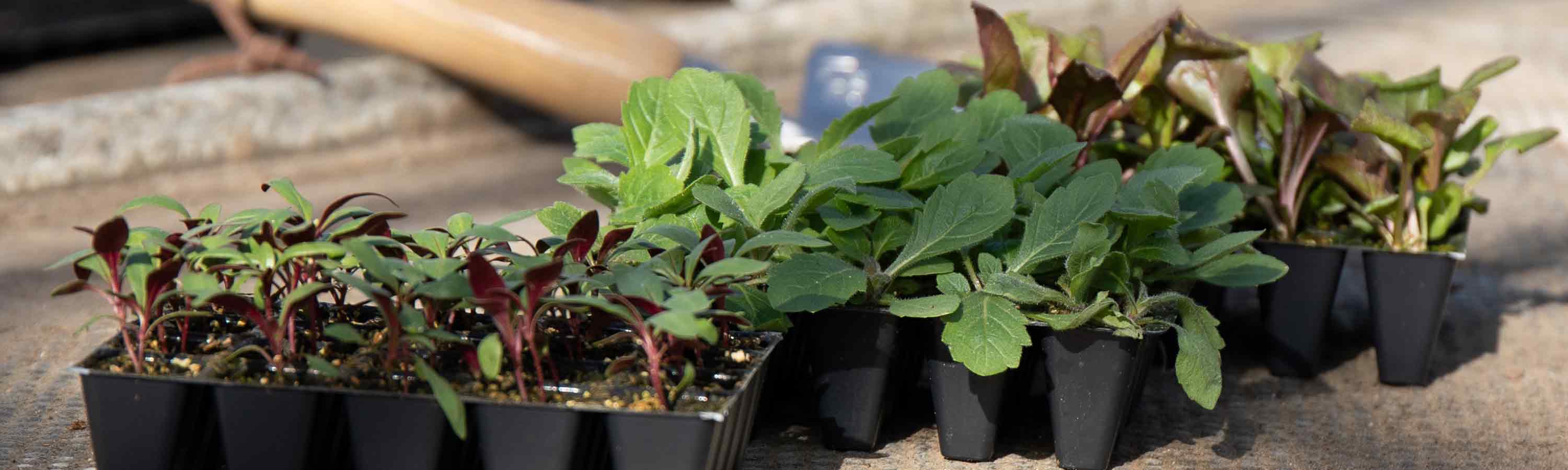 Perennial Seedlings | Young Perennial Plants | Marshalls Garden