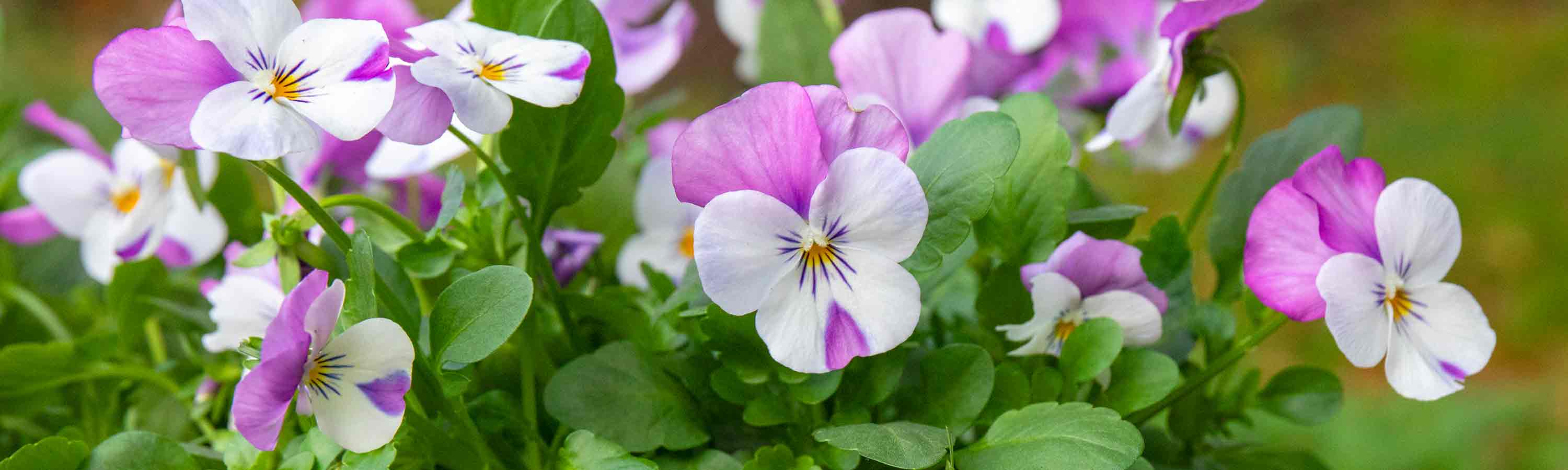 Viola Plants | Buy Viola Plants Online | Viola Plants For Sale ...