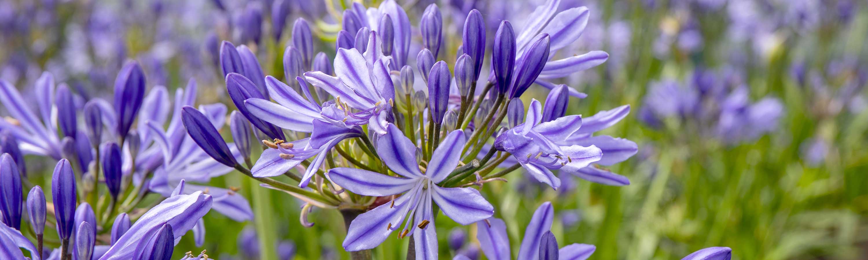 Agapanthus Plants | Buy Agapanthus Plants Online | Agapanthus Plants ...