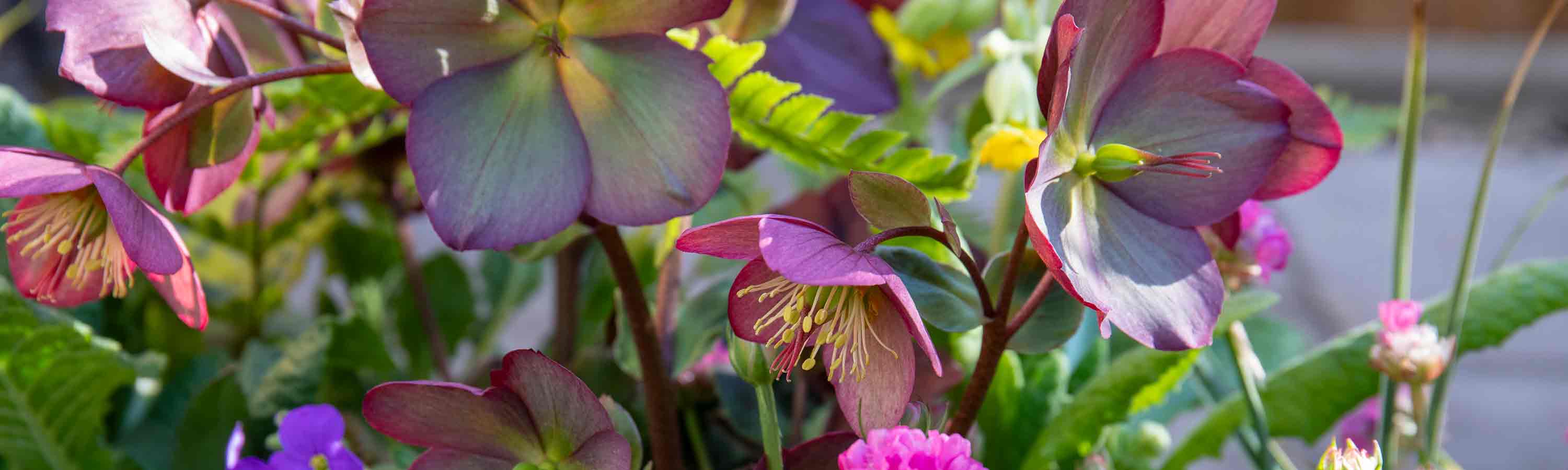 Hellebore Plants | Buy Helleborus Online | Helleborus for Sale ...
