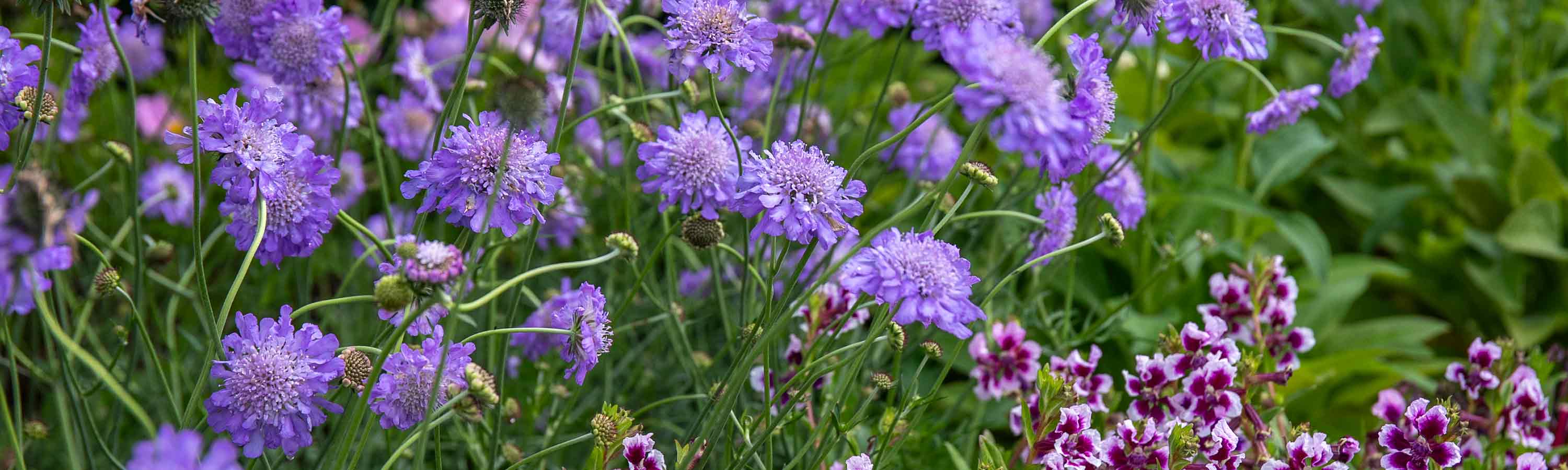 1-10 Litre Large Perennials | Buy Big Potted Perennials Online ...
