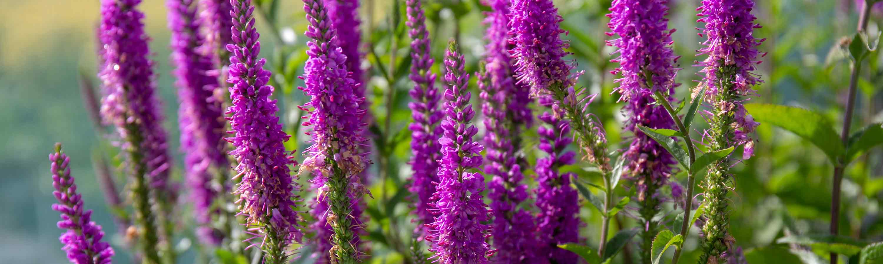 Veronica Plants | Veronica Plants for Sale | Buy Veronica Plants Online ...