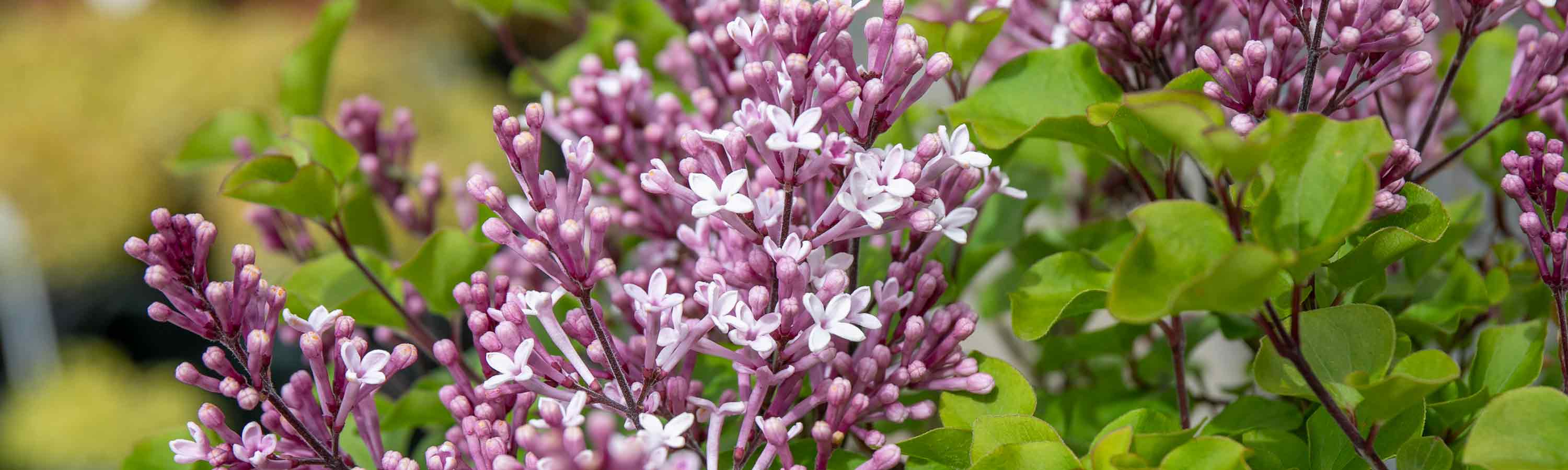 Syringa | Buy Syringa Online | Syringa for Sale | Marshalls Garden