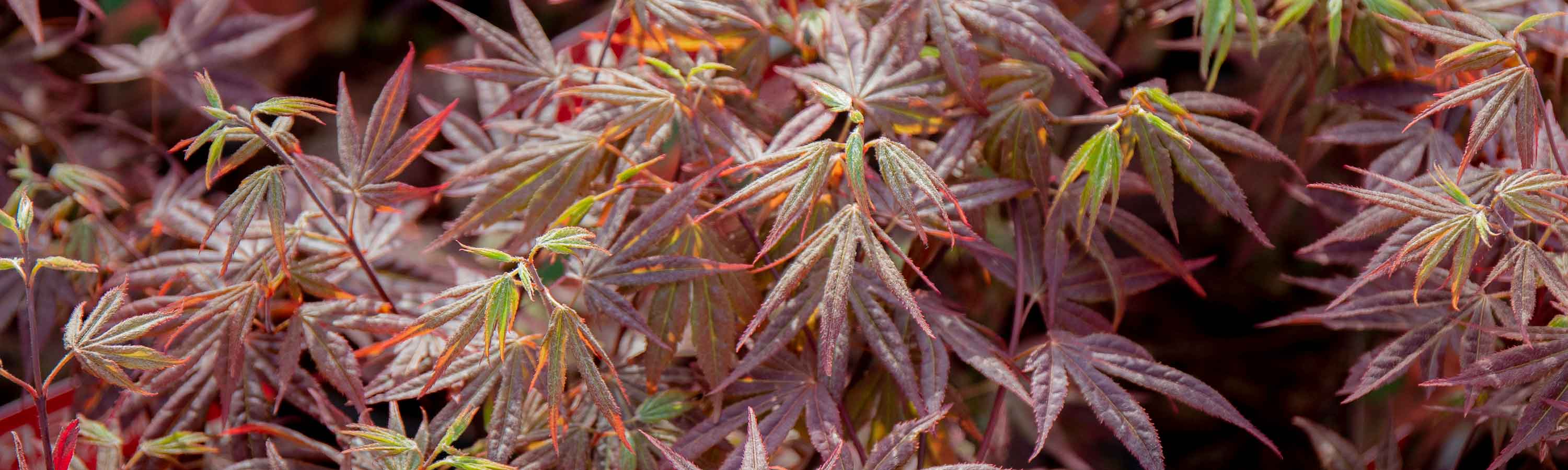 Acer Tree | Buy Acer Tree Online | Acer Tree for Sale | Marshalls Garden