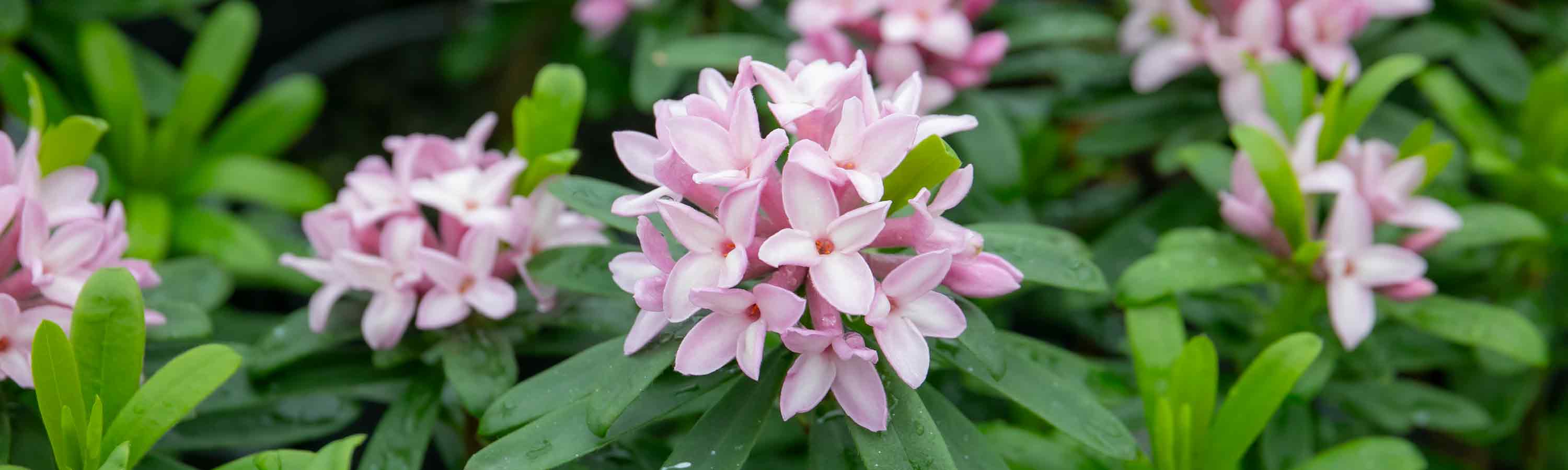 Daphne | Buy Daphne Online | Daphne for Sale | Marshalls Garden