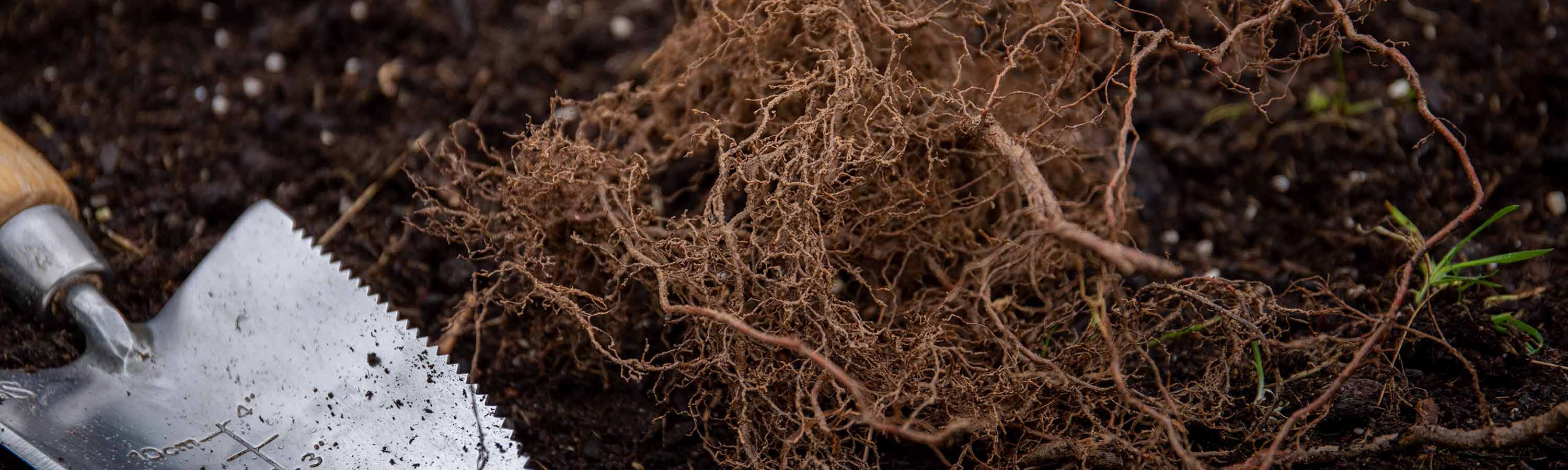 Beautiful Bare Root Deals | Buy Bare Root Plants Online | Bare Root ...