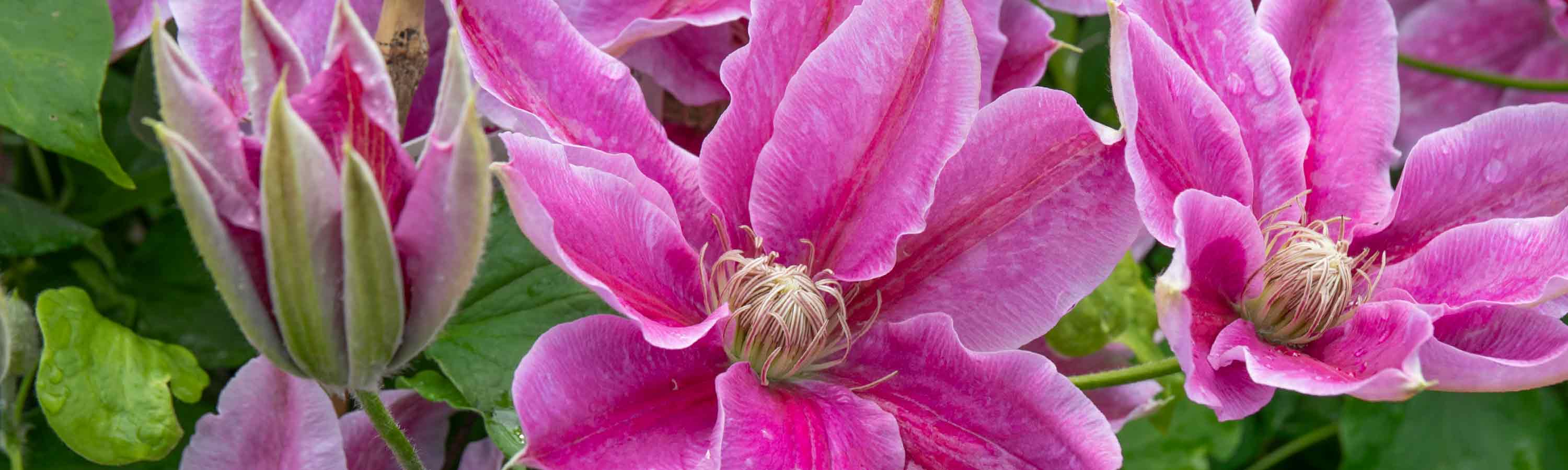 Collections – Marshalls Garden