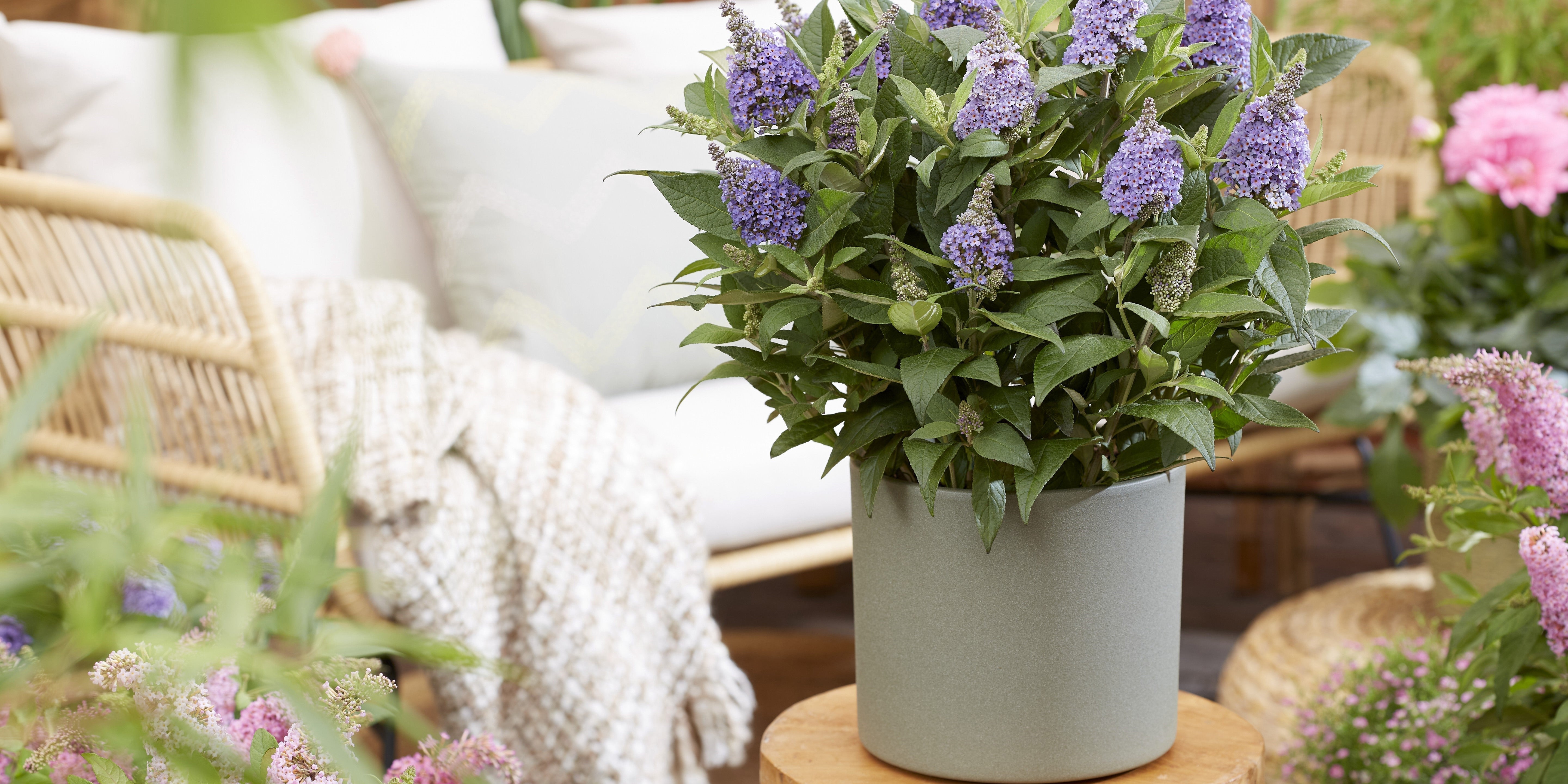 Container Plants | Buy Container Plants Online | Container Plants For ...