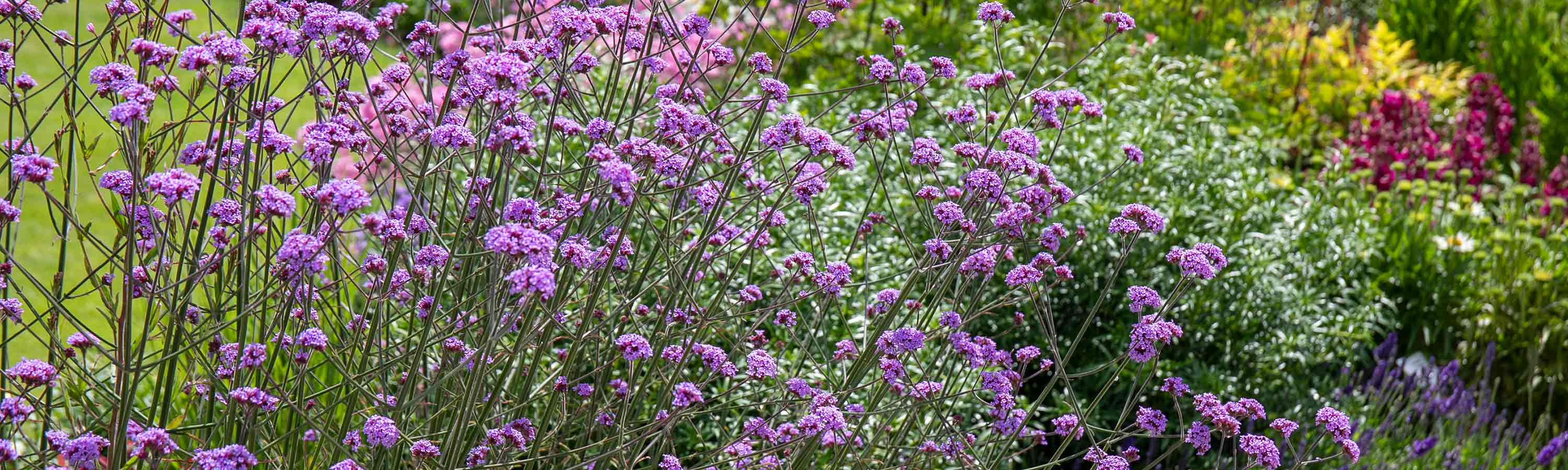 Cottage Garden Collections | Buy Cottage Garden Collections Online ...