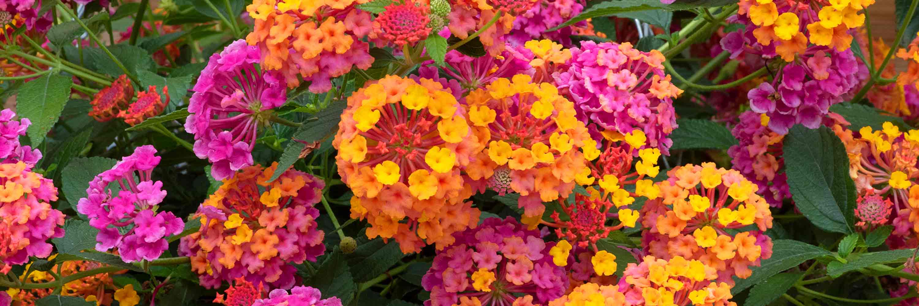 The Enhanced Plants Range – Marshalls Garden