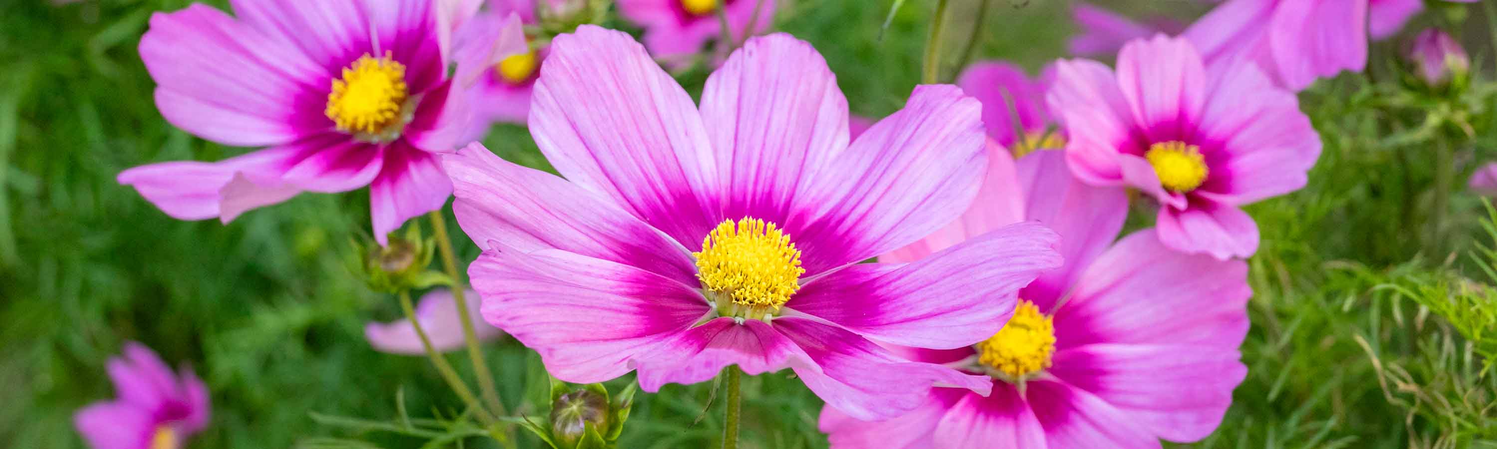 Buy Summer Bedding Plants | Summer Bedding For Sale | Marshalls Garden