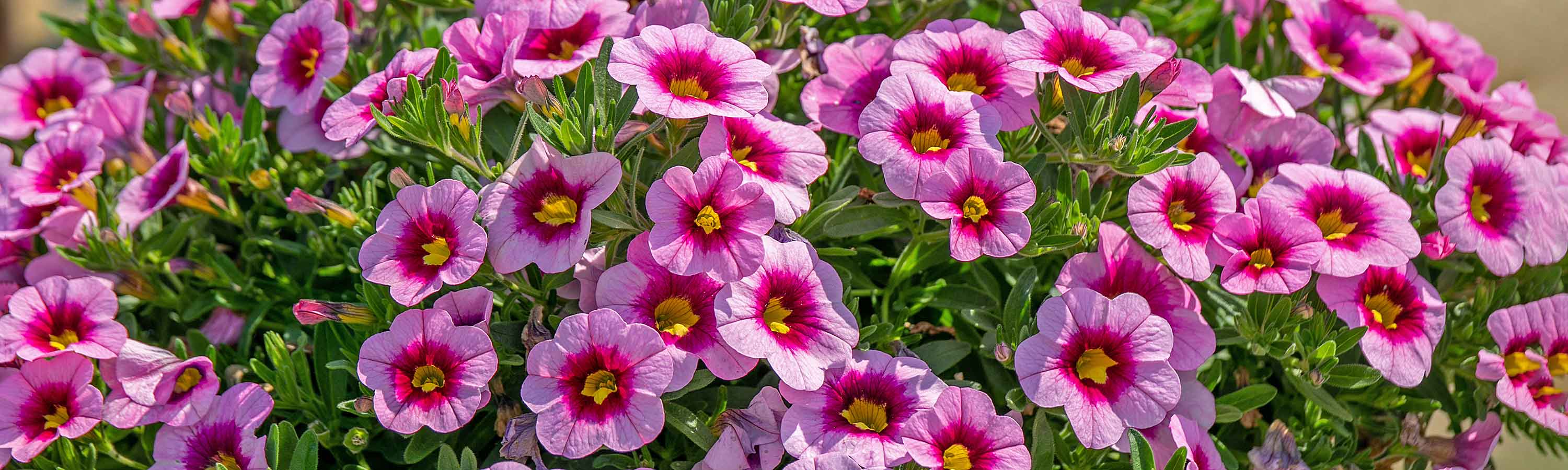 Buy Calibrachoa Plants Online | Million Bells For Sale | Marshalls Garden